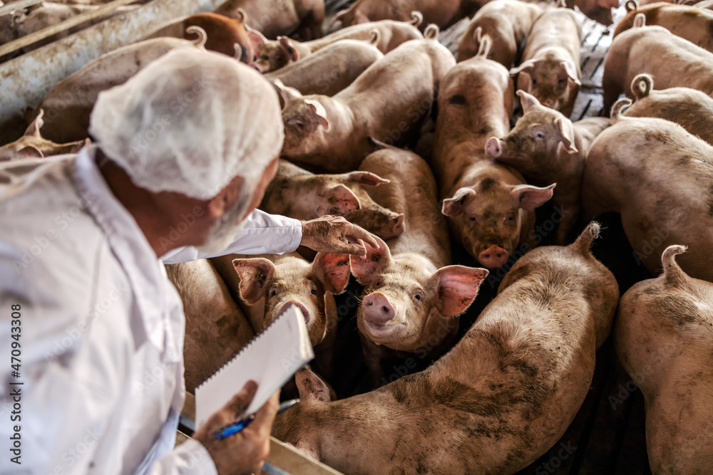 A senior veterinarian with a notebook in his hands is checking on pigs ...