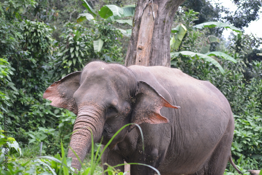 Foto de The Sumatran elephant, Elephas maximus sumatranus is recognized ...