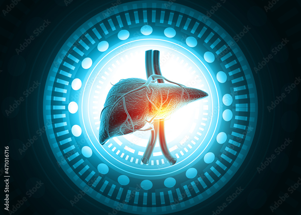 Human liver anatomy. 3d illustration.. Stock Illustration | Adobe Stock