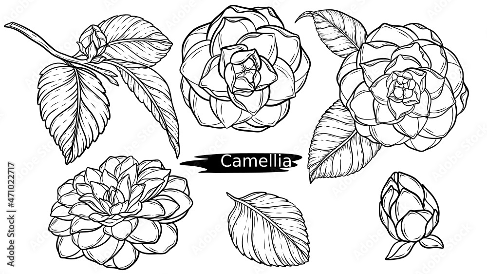 Set of hand-drawn floral line art vector illustration of a camellia ...