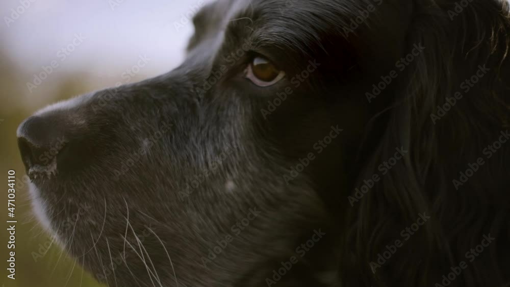 Dog walks in a field Stock ビデオ | Adobe Stock
