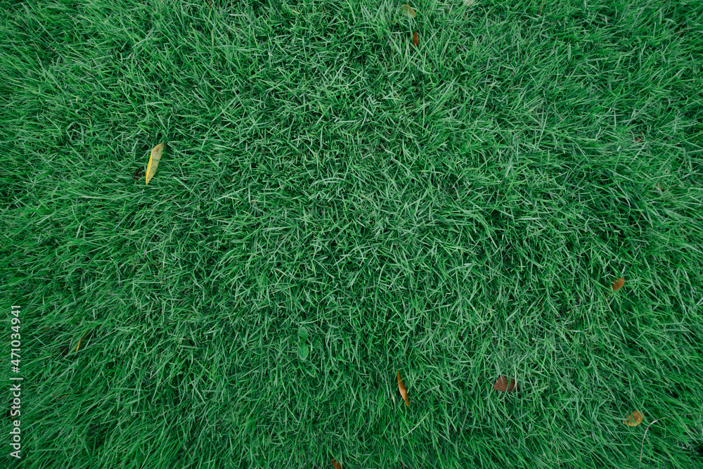 Green grass background. green lawn pattern texture background. Stock ...