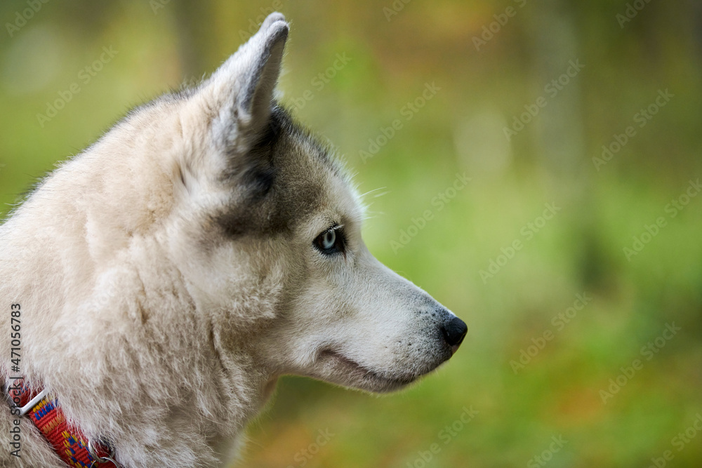 Siberian Husky portrait close up, Siberian Husky face side view, Husky ...