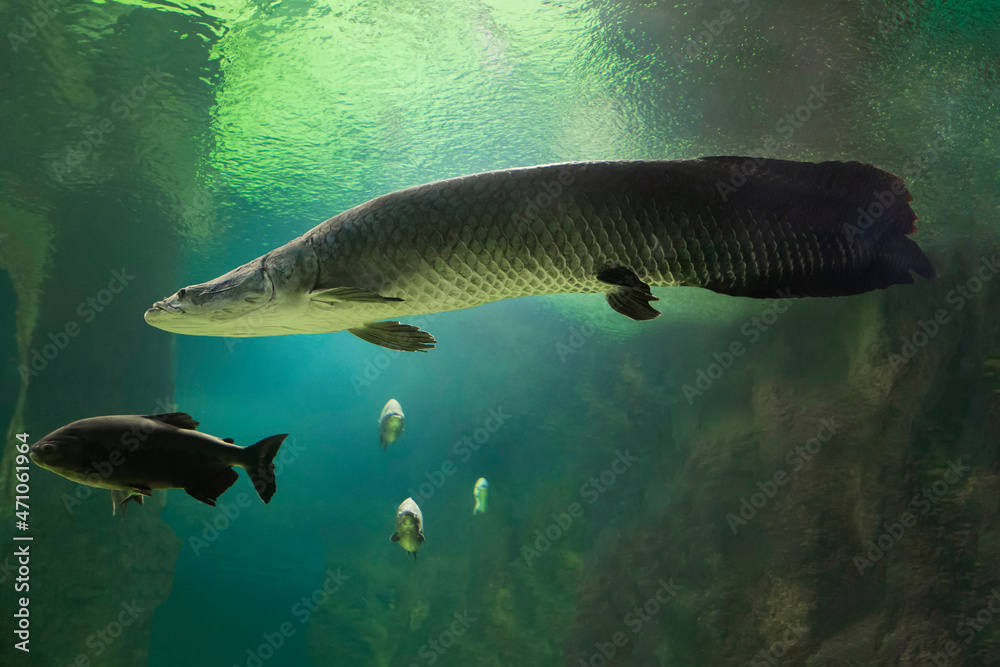 Fish under water. Arapaima fish - Pirarucu Arapaima gigas one largest ...