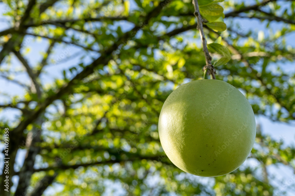 Calabash Tree is a medium-sized succulent shrub. At the end of the ...