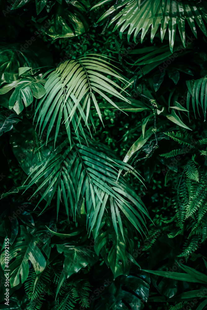 Tropical leaves as nature and environmental background, botanical ...