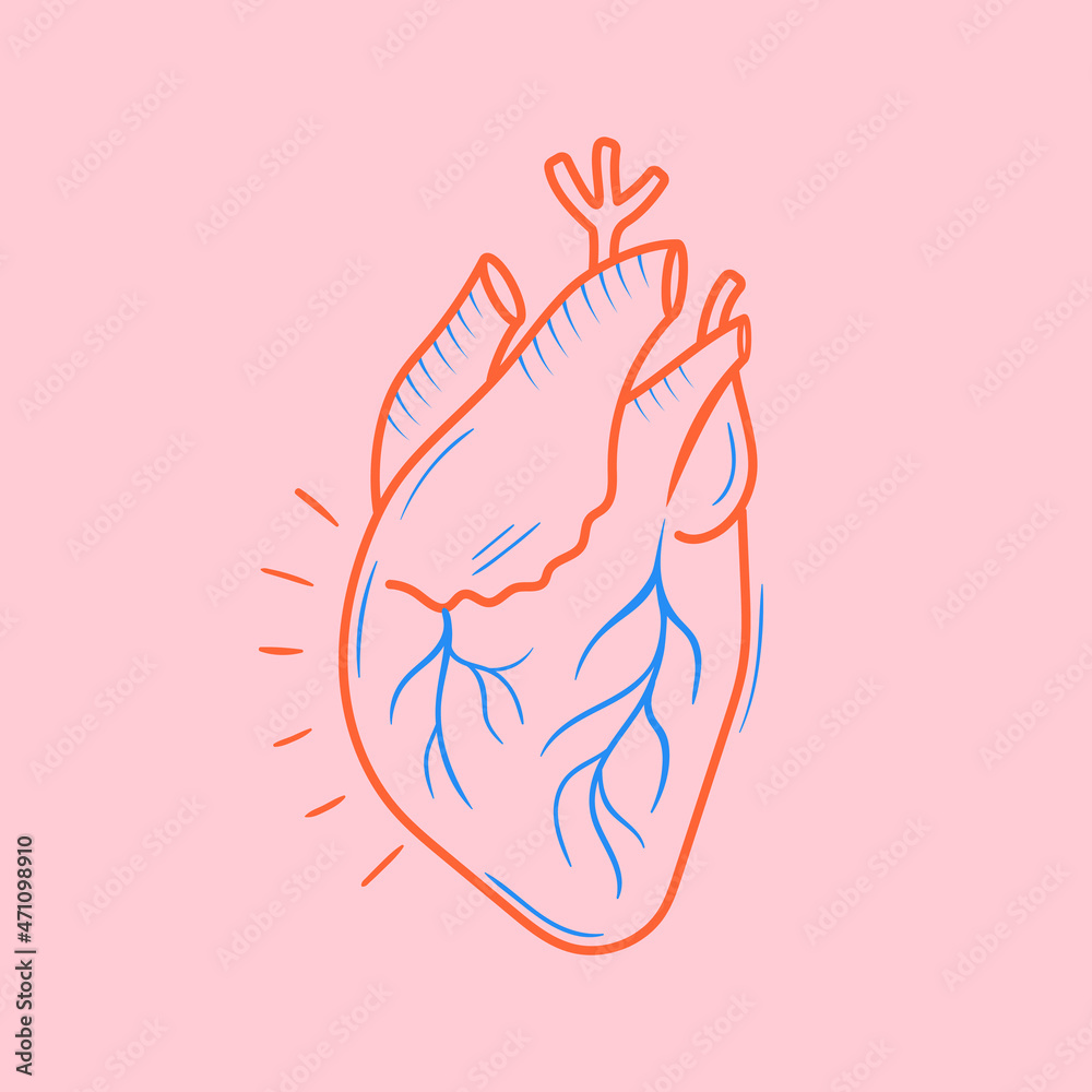 Colorful line sketch illustration of realistic heart. Human body organ ...