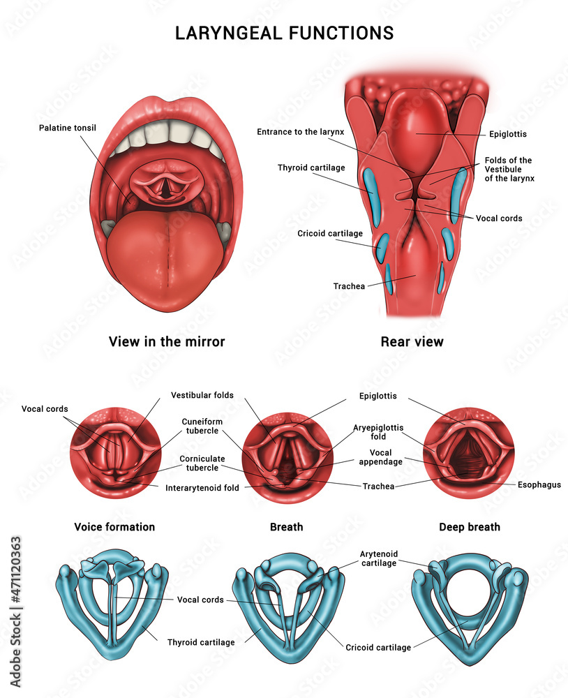 Larynx Poster Laryngeal Functions. Anatomy Of The Pharynx And Larynx