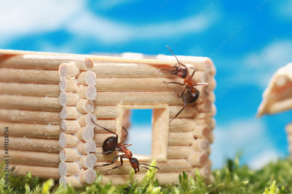 Two ants is building a log house. Ants runs around a small model of a ...