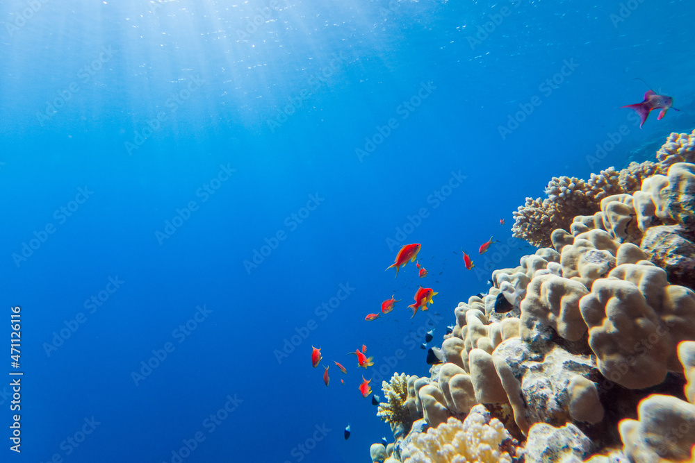colorful corals and exotic fishes at the bottom of the red sea ...