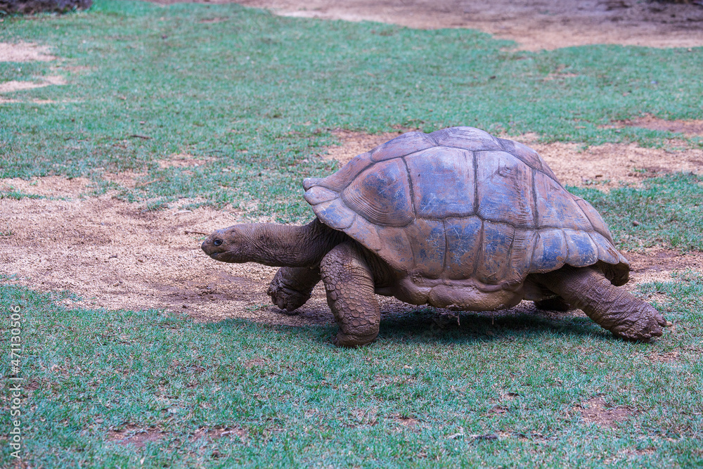 The Seychelles giant tortoise or aldabrachelys gigantea hololissa, also ...
