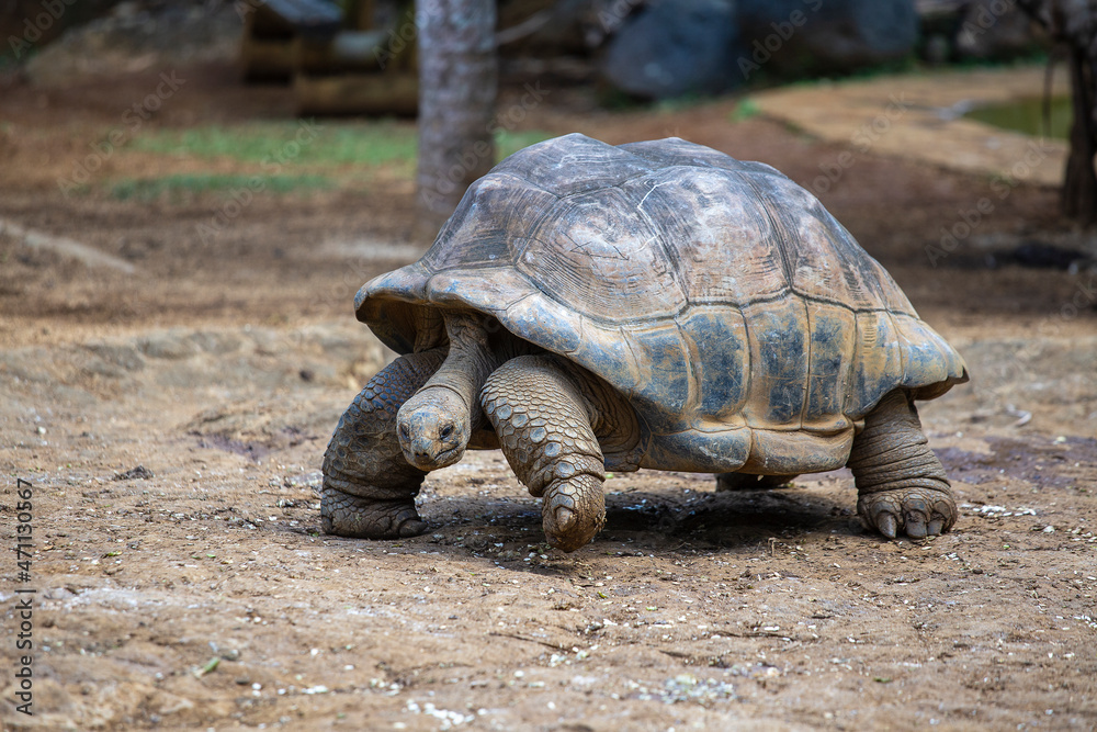 The Seychelles giant tortoise or aldabrachelys gigantea hololissa, also ...