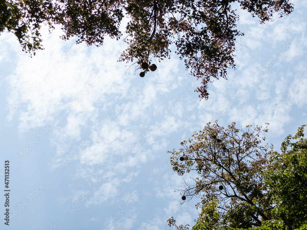 Treetop against the sky with fruits hanging from the branches of ...