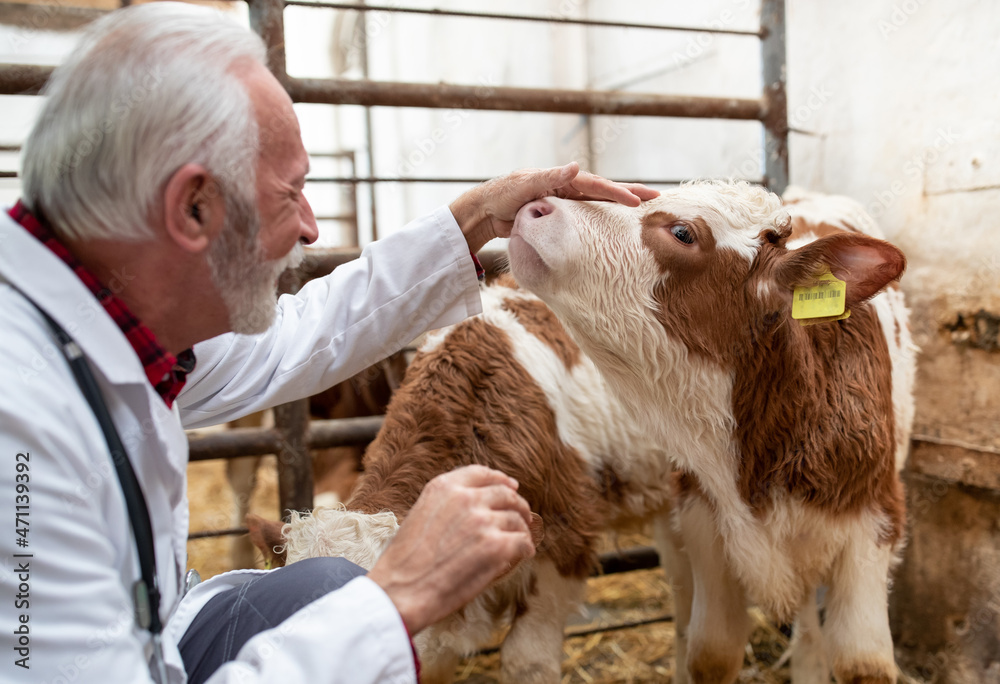 Veterinarian checking baby calf in cowshed Stock Photo | Adobe Stock
