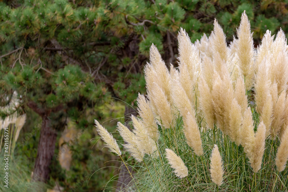 Selective focus of white cream fluffy flower of Pampas grass in the ...