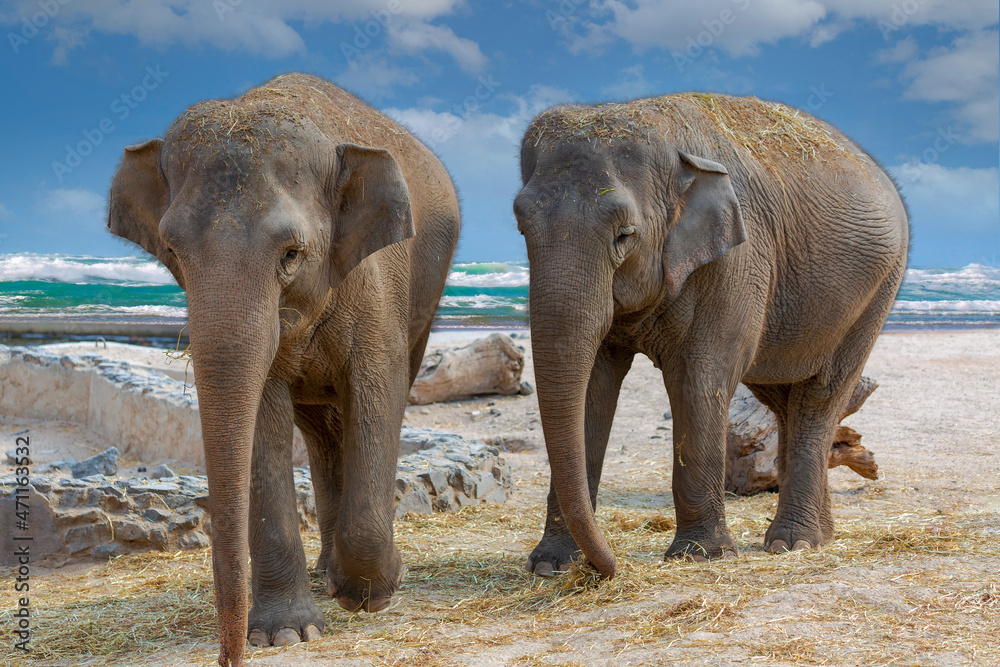 Elephants walking on the sand beach. Two big Elephant partners ...