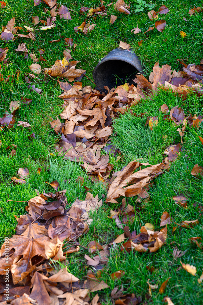Stormwater pipe inlet in a grassy median, filled with fall leaves Stock ...