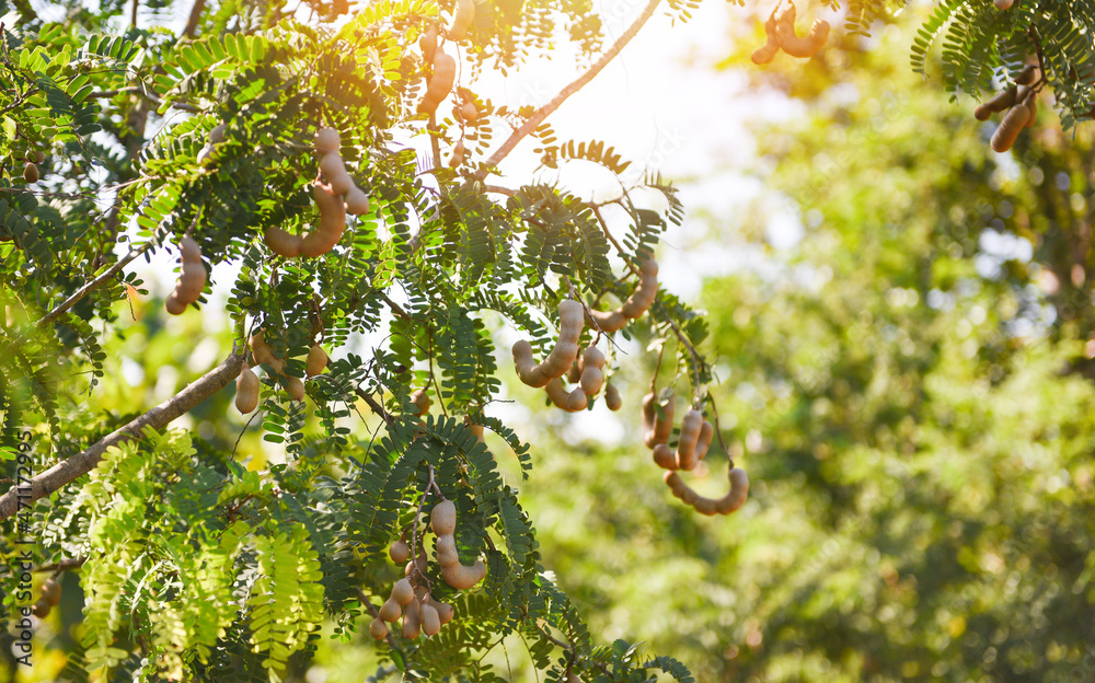 Tamarind tree, ripe tamarind fruit on tree with leaves in summer ...