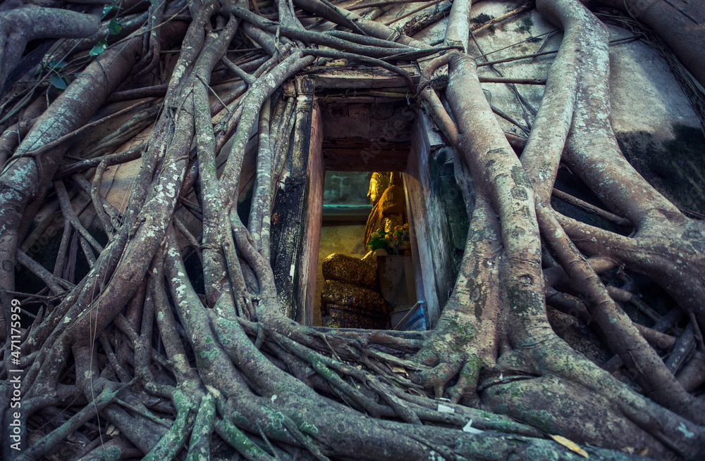 Tree root covering ancient temple Wat Bang Kung, Banyan Tree Temple ...