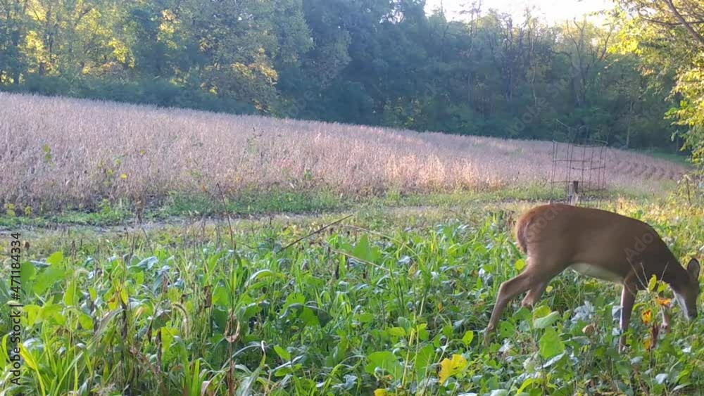 Young doe Whitetail Deer cautiously walking thru a radish feed plot ...