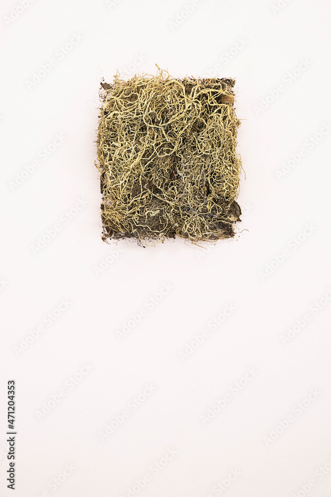 Lichens Usnea from above on pink desk. Dried usnea lichen, copy space ...