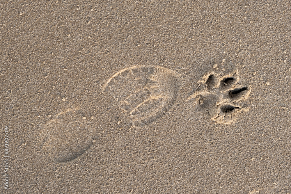 dog human footstep footprint pet sand animal together top view Stock ...
