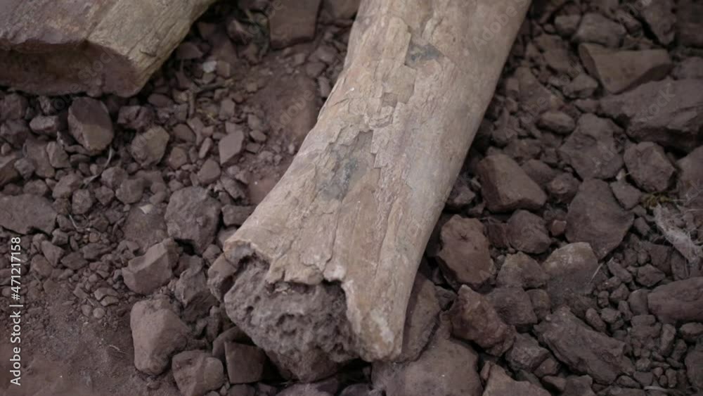 Prehistoric bones in the excavation site Stock Video | Adobe Stock