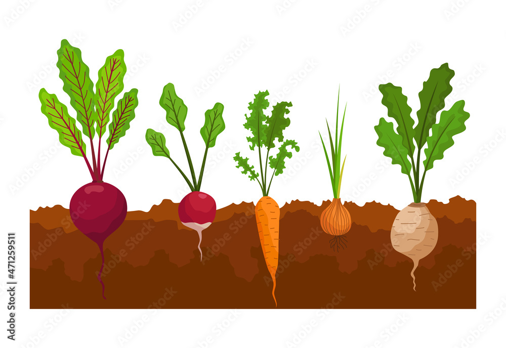 Vegetables growing in the ground. Plants showing root structure below ...