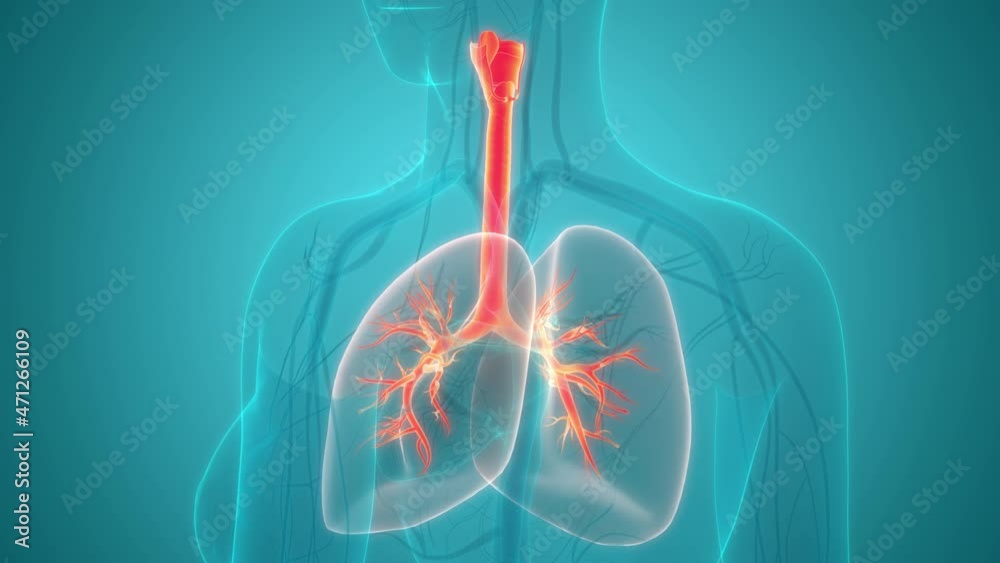 Human Respiratory System Lungs Anatomy Animation Concept Stock Video ...