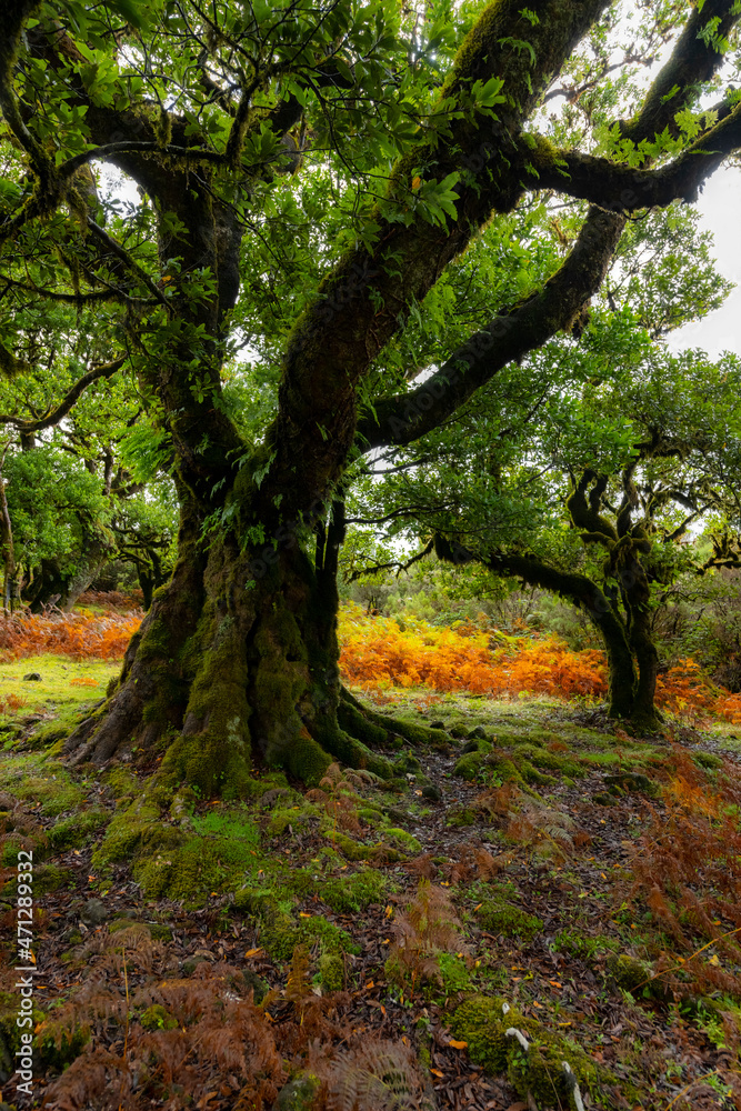 Fanal Forest is a magical fairytale sight attraction on Madeira Island ...