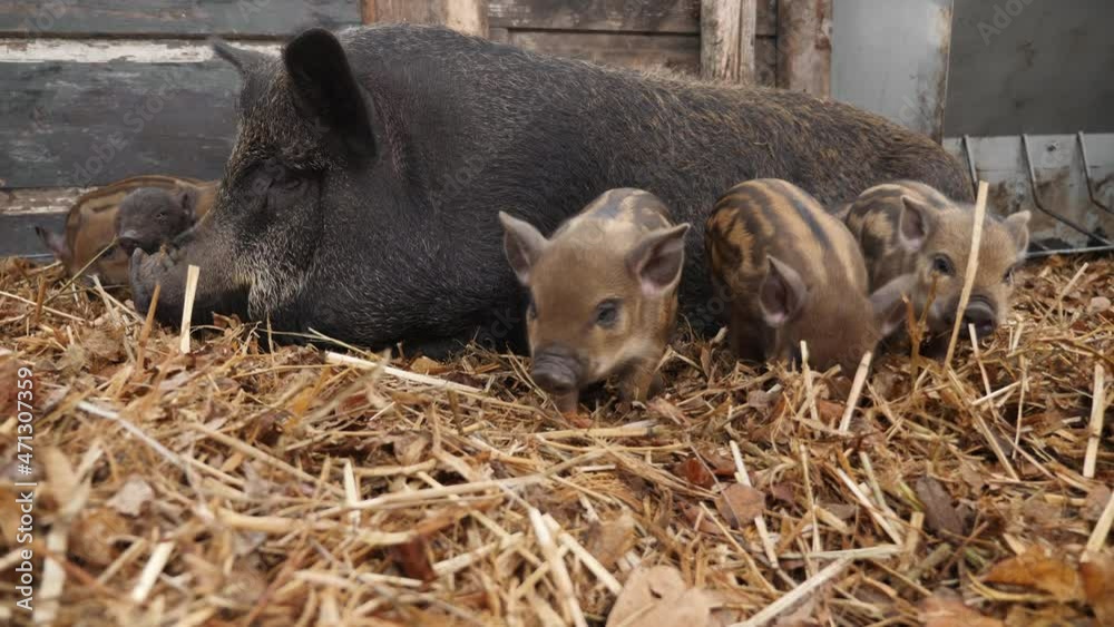 Raising wild boars and purebred pigs on the farm. Young wild boar ...