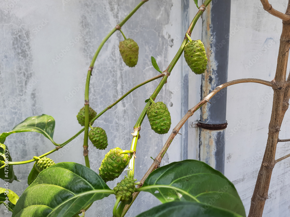 Fruit of Morinda citrifolia, hanging on the tree. Also known as great ...