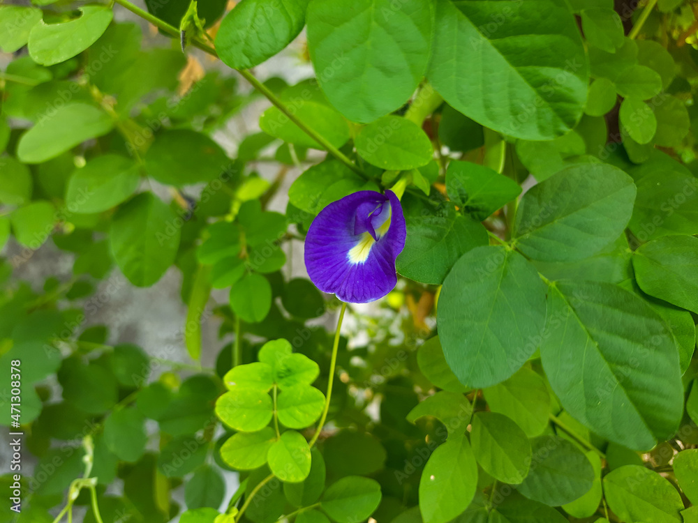 Flower of Clitoria ternatea, also known as Asian pigeonwings ...