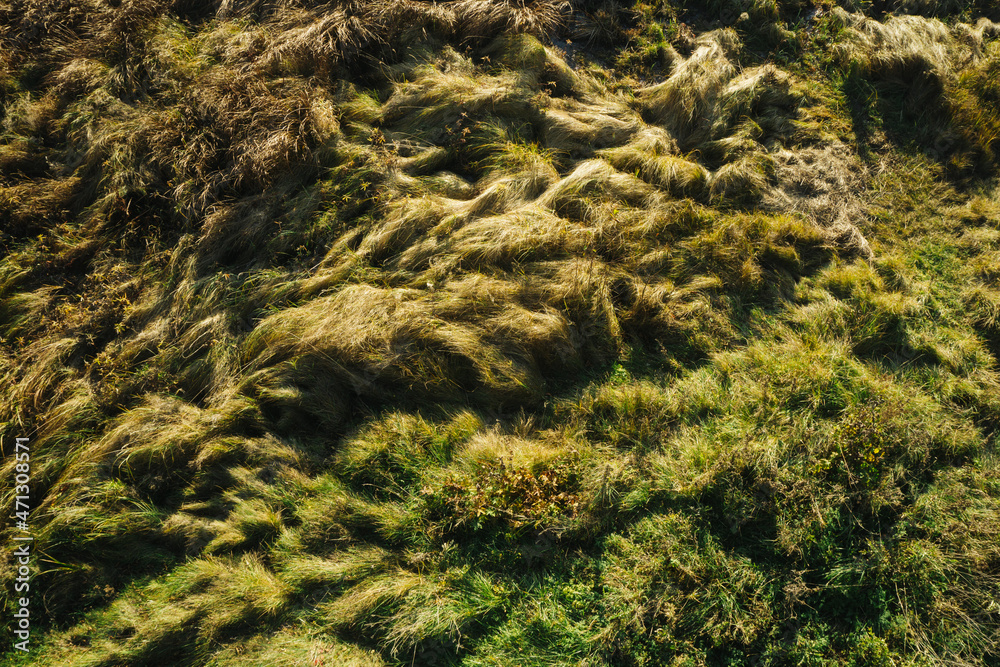 Top view wetland grass background. Autumn outdoor sunny day. Wet swamp ...