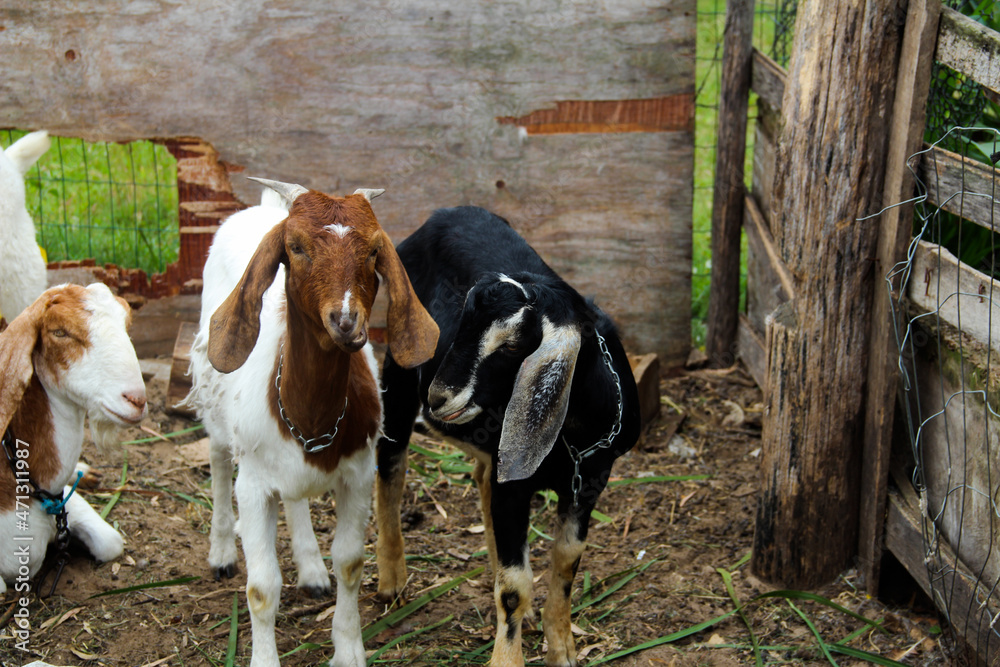 two goats, one white and brown, one black in the farmyard Stock Photo ...