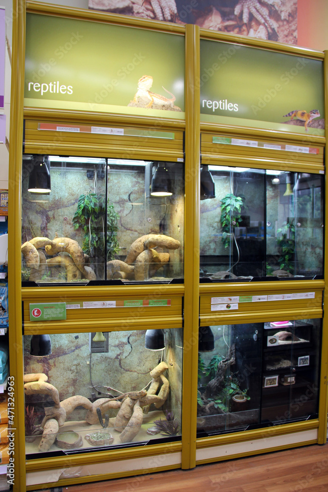 Reptile Display tanks in a pet store Stock Photo | Adobe Stock