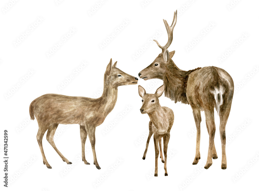 Watercolor deer family illustration. Hand painted realistic buck, doe ...