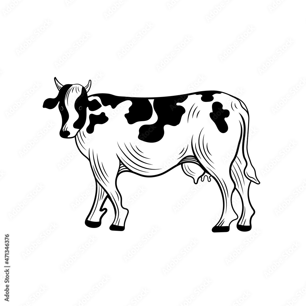 cow black and white illustration, outline animal drawing, farm cow ...