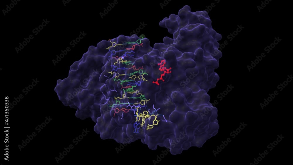 Crystal structure of the Bloom's syndrome helicase BLM in complex with ...