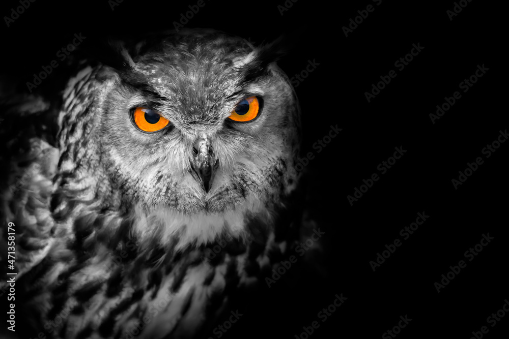 owl glowing orange eyes black background Stock Photo | Adobe Stock