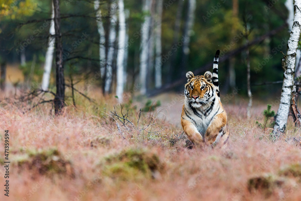 Siberian tiger Panthera tigris tigris at sunrise in the backlight Stock ...