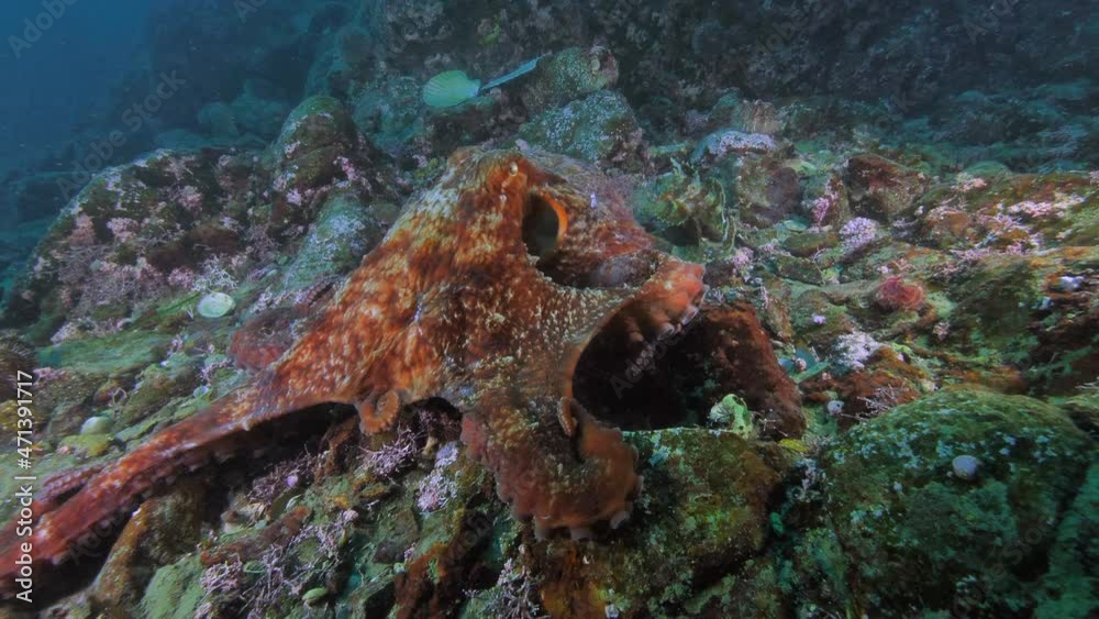 Giant Pacific octopus Enteroctopus dofleini with The Yellow Irish lord ...
