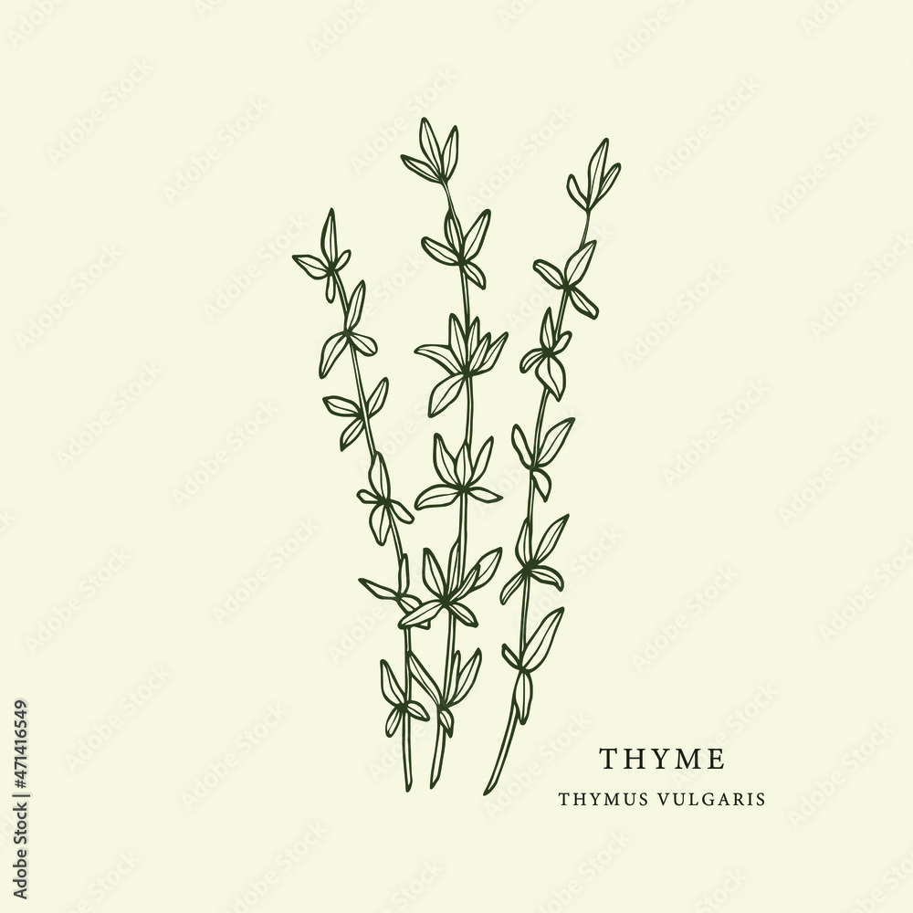 Hand drawn thyme illustration. Thymus vulgaris sketch. Stock Vector ...
