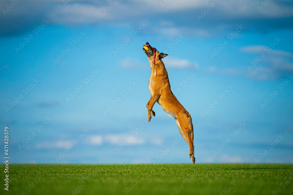 Foto de Incredible jumping of adult Belgian Malinois dog playing in the ...