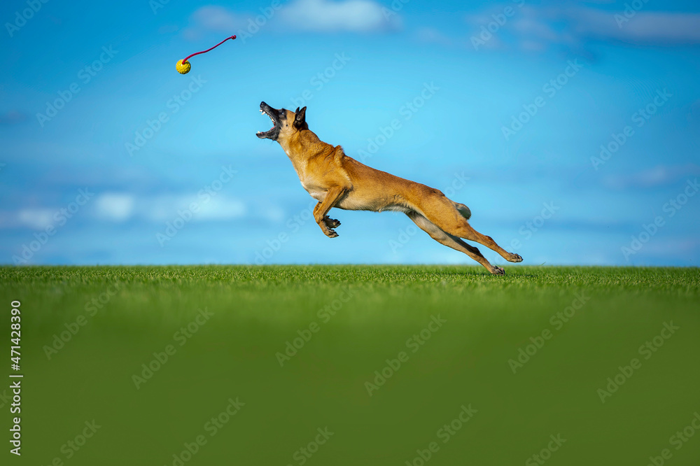 Incredible jumping of adult female Belgian Malinois dog playing in the ...