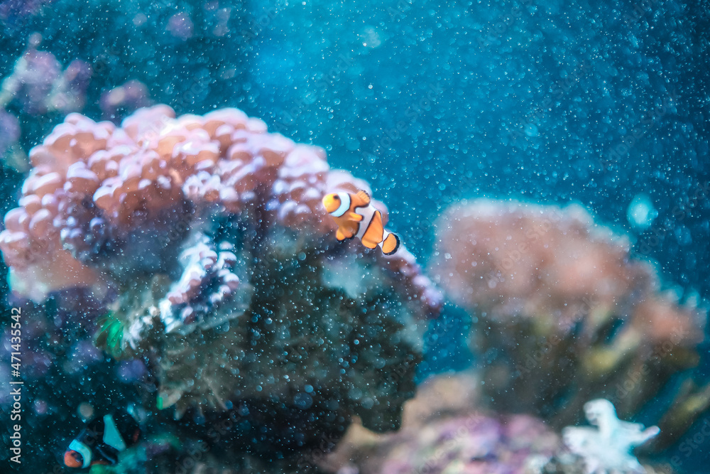 Finding Nemo Stock Photo | Adobe Stock