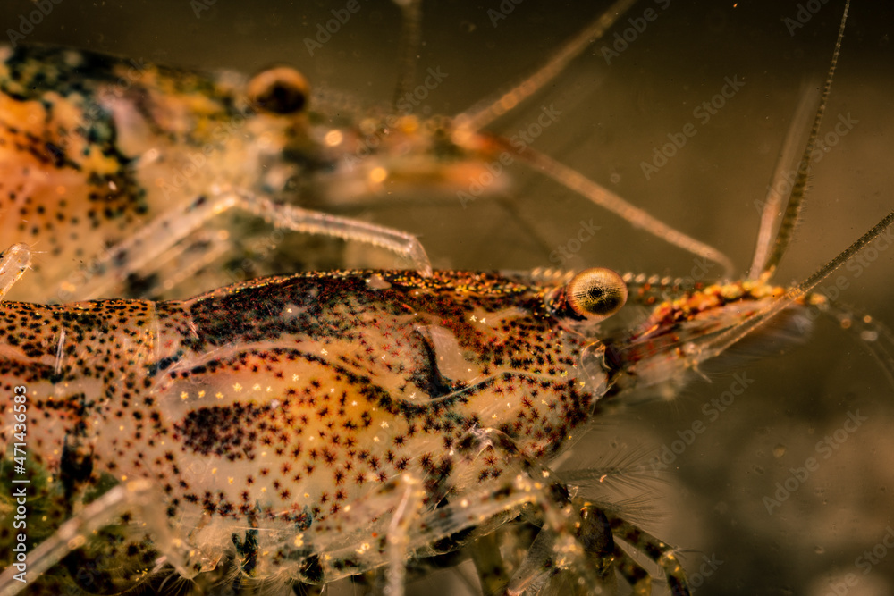 Neocaridina Davidi Wild Type Shrimp Stock Photo | Adobe Stock