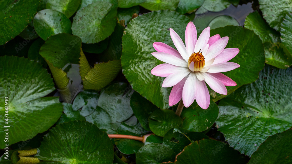 Beautiful Lotus flower growing in naturel pond, is national flower for ...