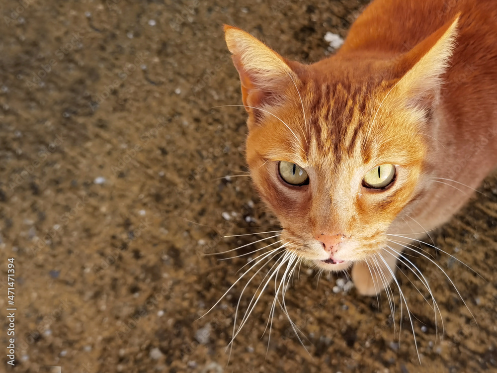 Gato dourado muito meigo e curioso Stock Photo | Adobe Stock