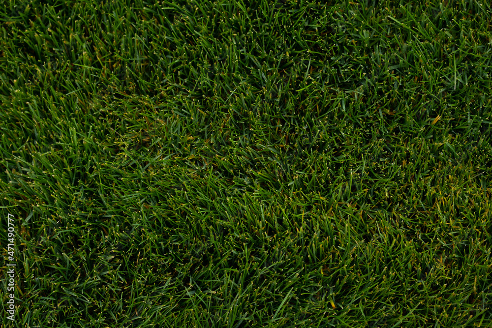 Mid High Lawn Texture Park Lawn Texture Top View Overhead Shot Grassplot Surface Backdrop